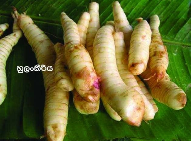 Traditional Foods in Sri Lanka – Yams: Root & Tubers දේශීය අල වර්ග ...