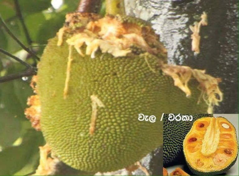 Weala (vala) and Waraka | Back to Nature