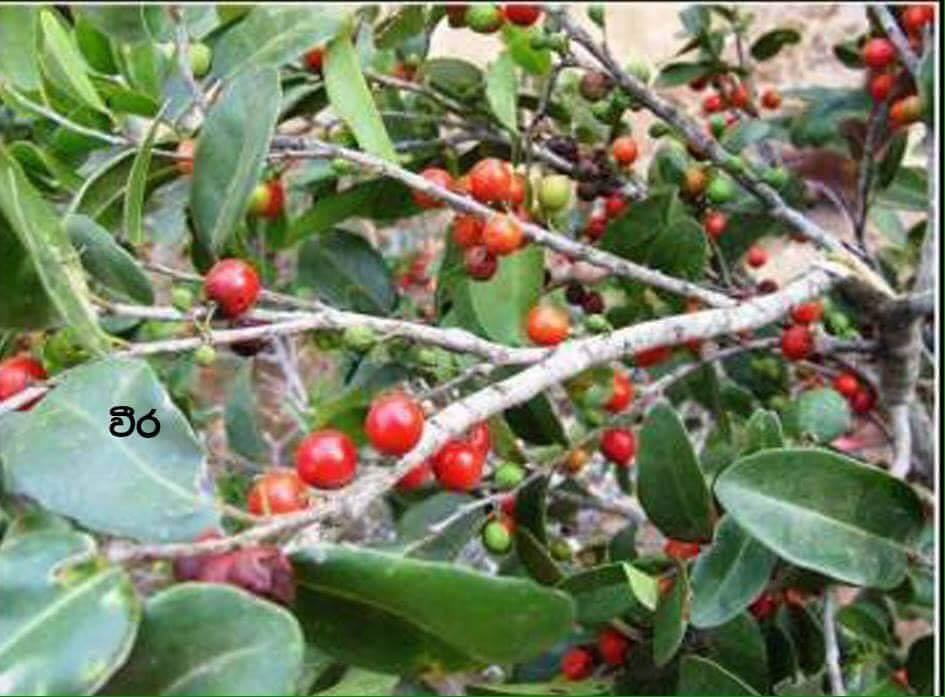 Buy Fruit Plants Online Sri Lanka at Anthony Brunet blog