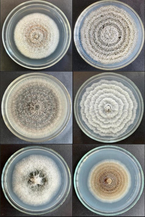 Fungi culture collection (Fungarium) – Department of Botany