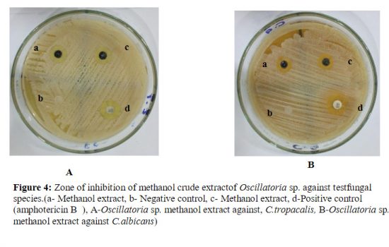 In Vitro Screening Of Antibacterial Antifungal And Cytotoxicity