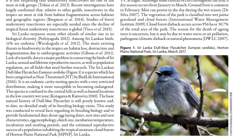 Breeding biology of the endemic Dull-blue Flycatcher Eumyias sordidus ...