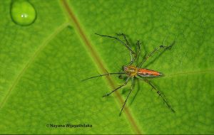 spider_web – Department of Zoology