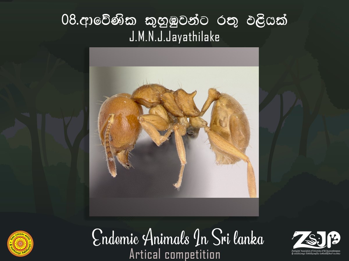 Aneuretus simoni Emery හෙවත් Sri Lanka Relict Ant – ZSJP