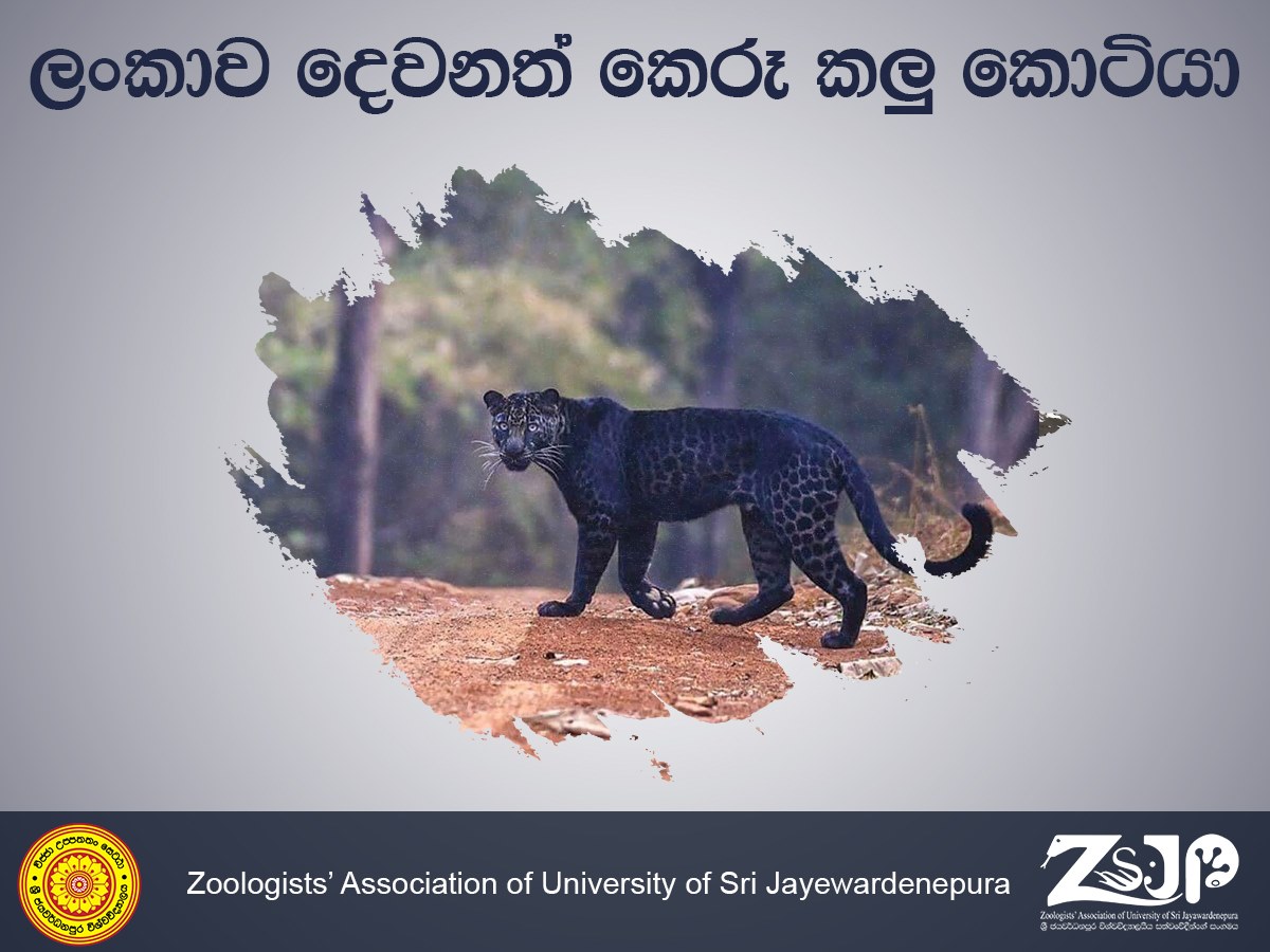 ලංකාව දෙවනත් කෙරූ කළු කොටියා – ZSJP