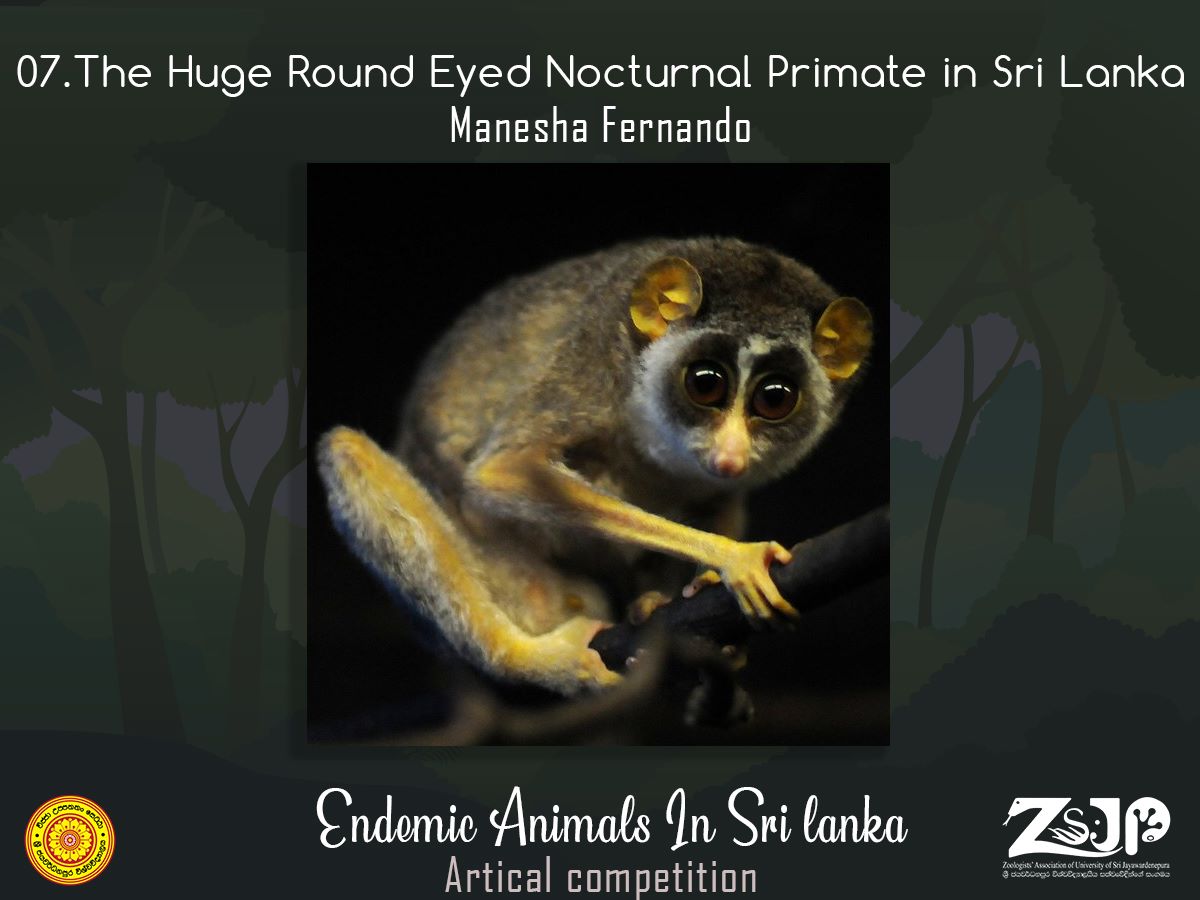 Red Slender Loris – ZSJP