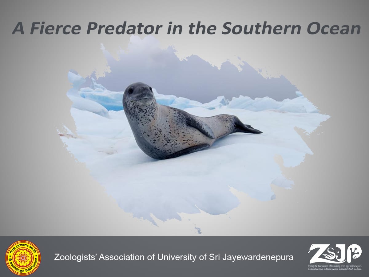 A Fierce predator in the Southern Ocean – Leopard Seals – ZSJP