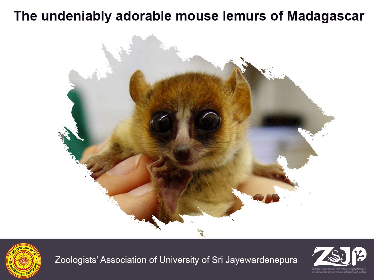 The undeniably adorable mouse lemurs of Madagascar – ZSJP